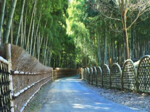 Kyoto’s Bamboo Forests: There’s More to Bamboo in Kyoto than Arashiyama ...