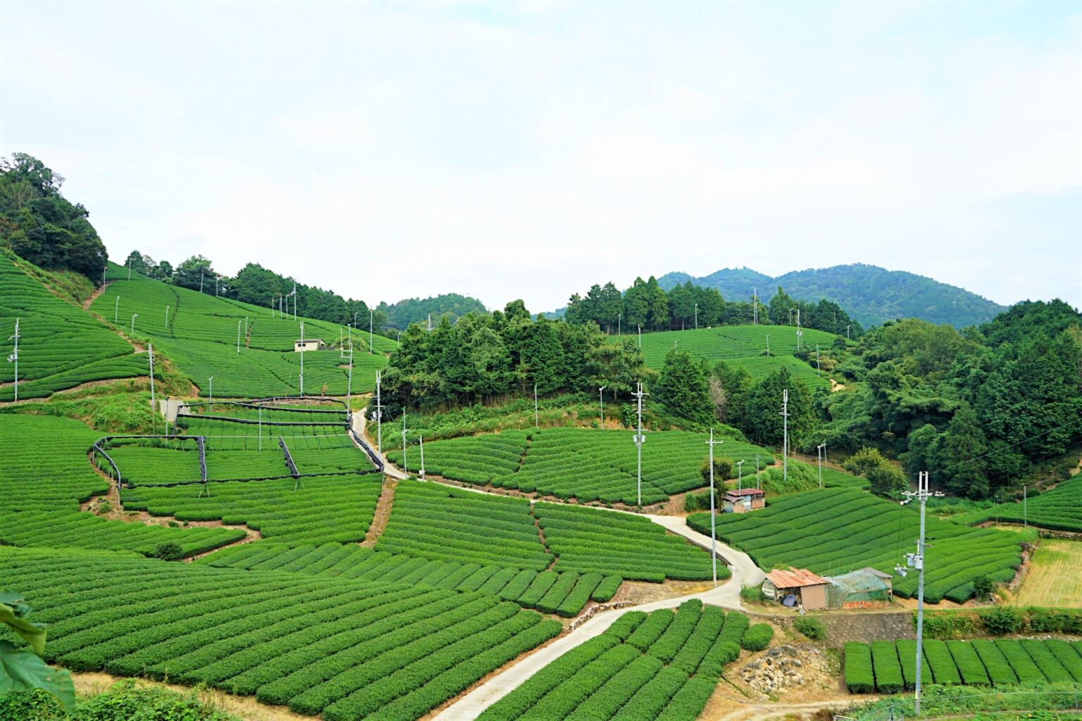 A Sip of Tea Culture in Kyoto! 8 Amazing Matcha and Green Tea ...