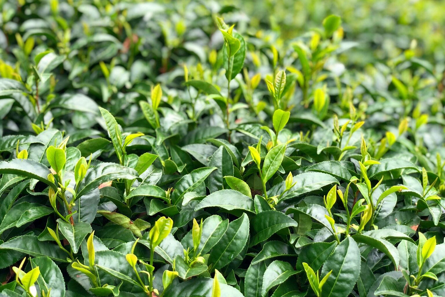 Embark on an Unforgettable Day Trip to Wazuka, a Beautiful Town ...