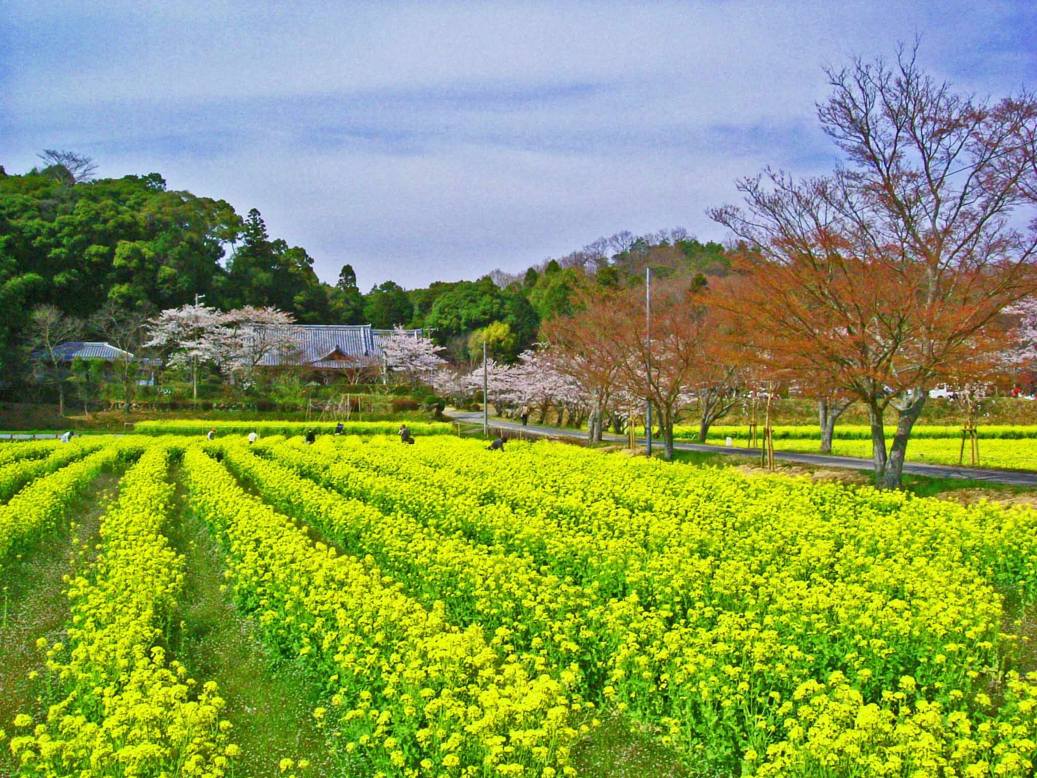 Beautiful blossoms: Kyoto’s most stunning seasonal flowers and where to ...