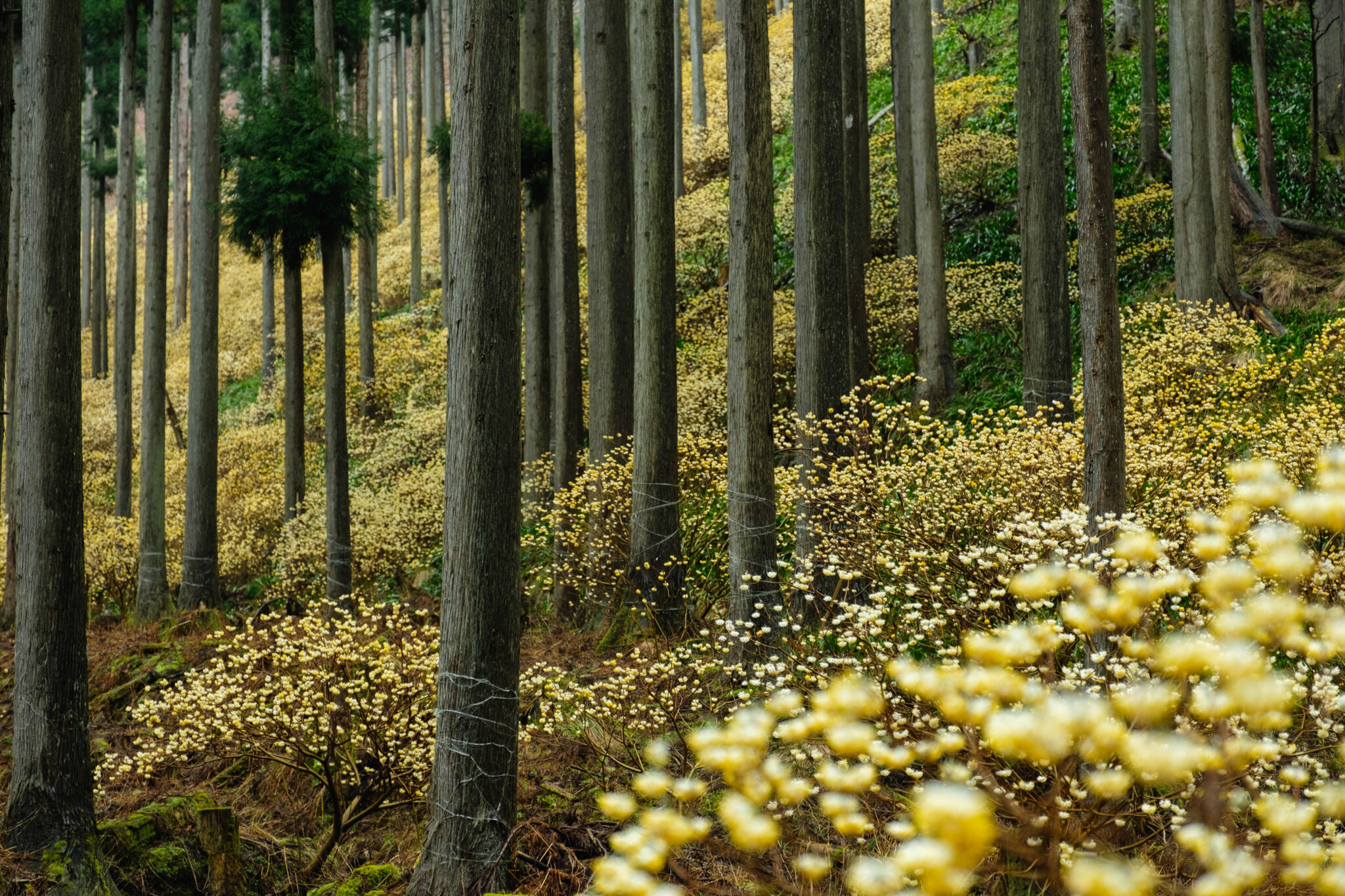 Beautiful blossoms: Kyoto’s most stunning seasonal flowers and where to ...