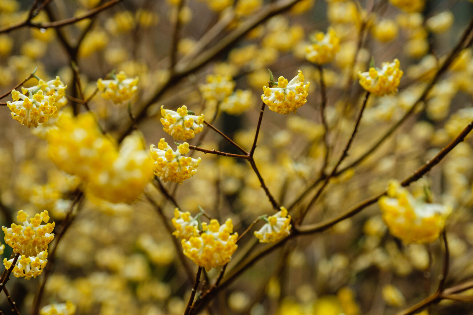 Beautiful blossoms: Kyoto’s most stunning seasonal flowers and where to ...