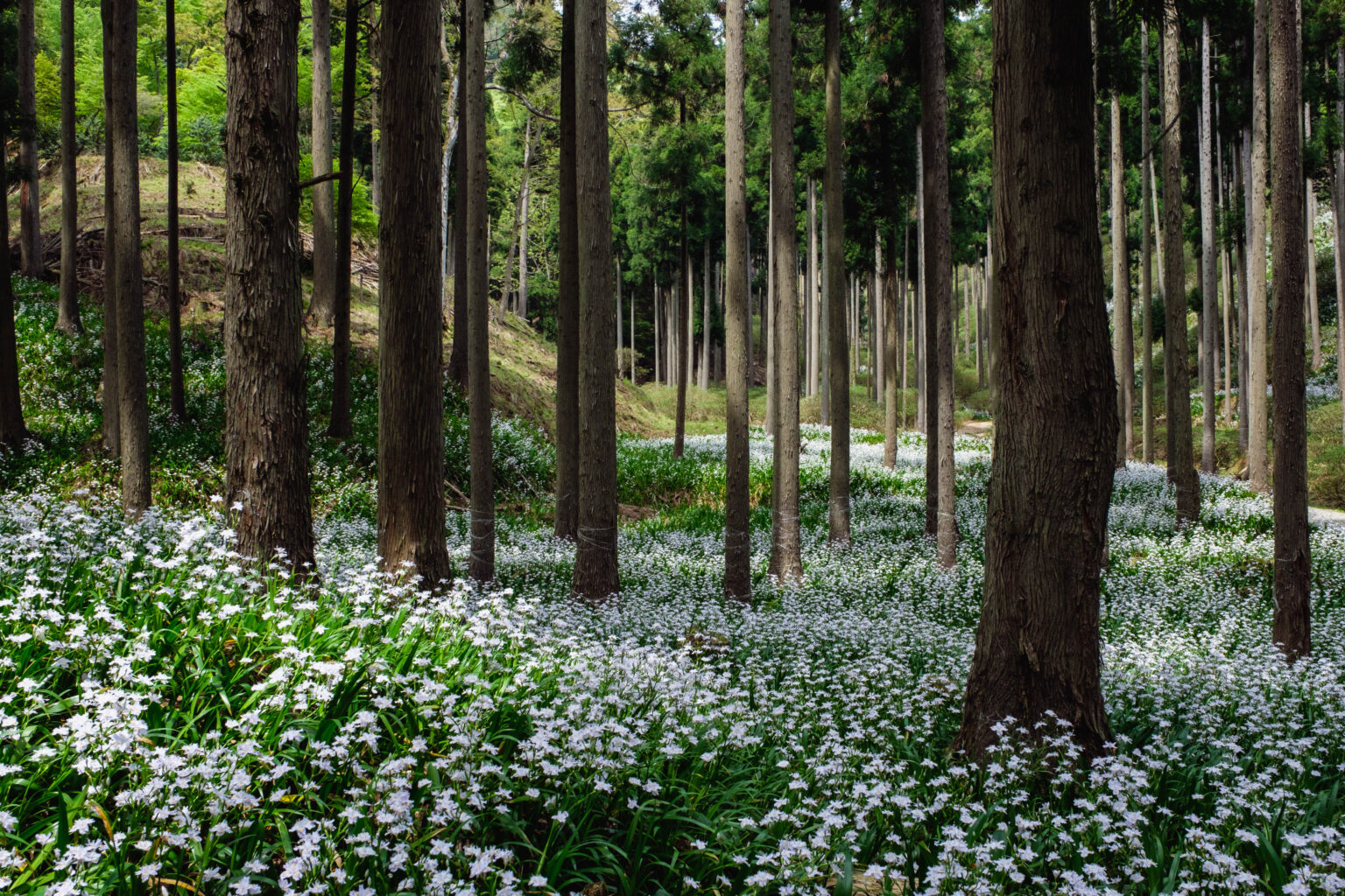 Beautiful blossoms: Kyoto’s most stunning seasonal flowers and where to ...