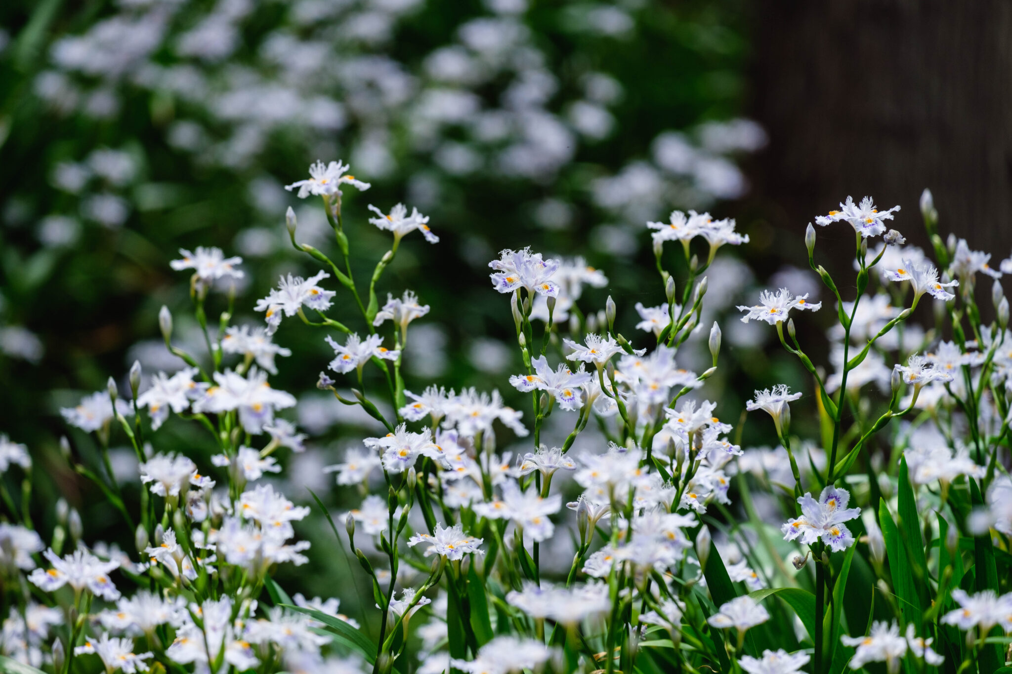 Beautiful blossoms: Kyoto’s most stunning seasonal flowers and where to ...
