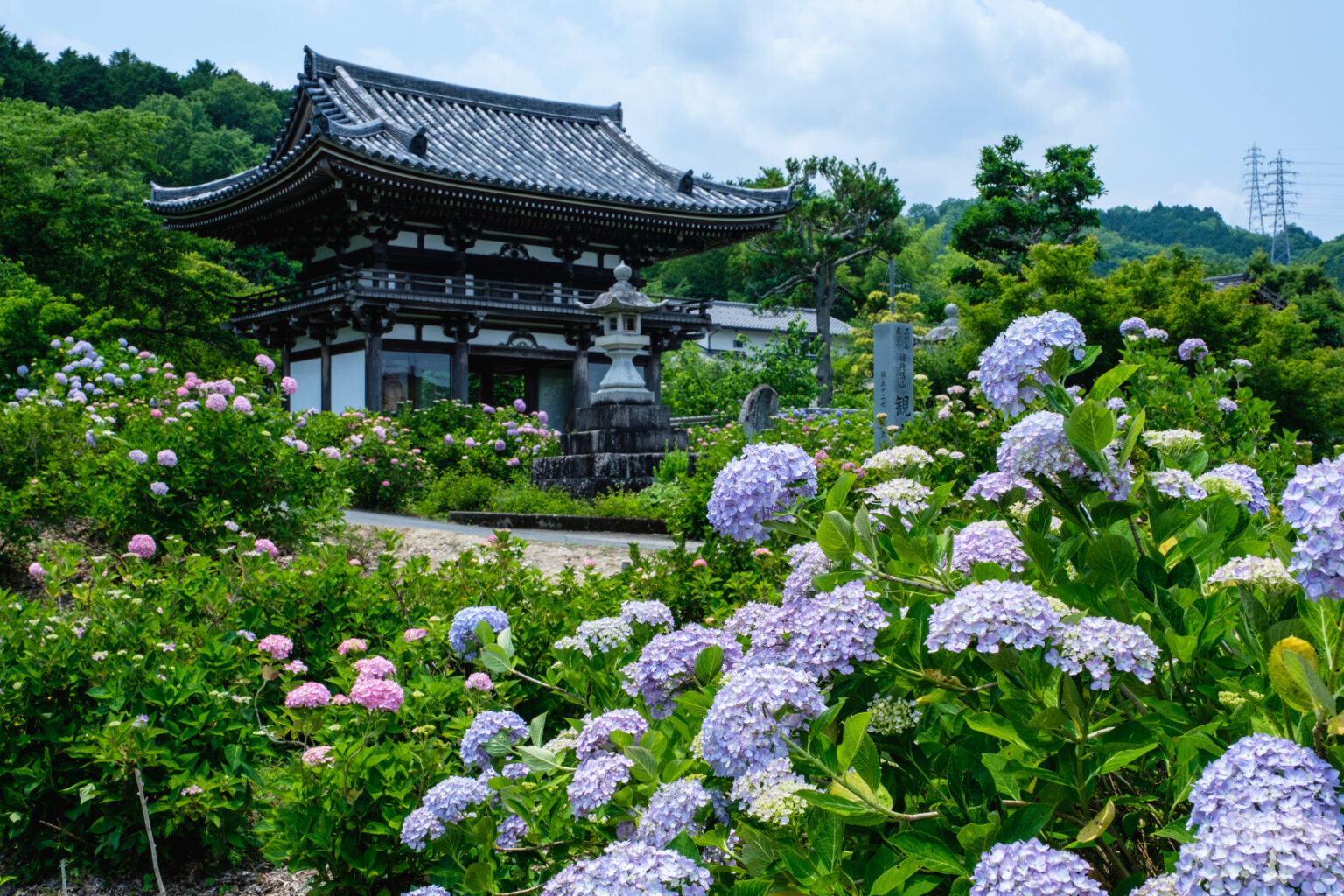 Beautiful blossoms: Kyoto’s most stunning seasonal flowers and where to ...