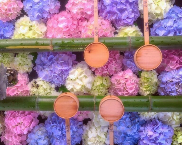 Beautiful blossoms: Kyoto’s most stunning seasonal flowers and where to ...