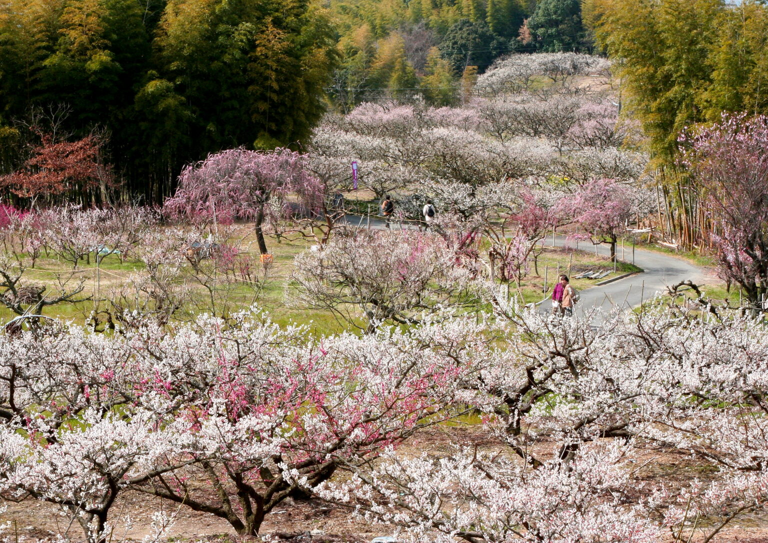 Beautiful blossoms: Kyoto’s most stunning seasonal flowers and where to ...