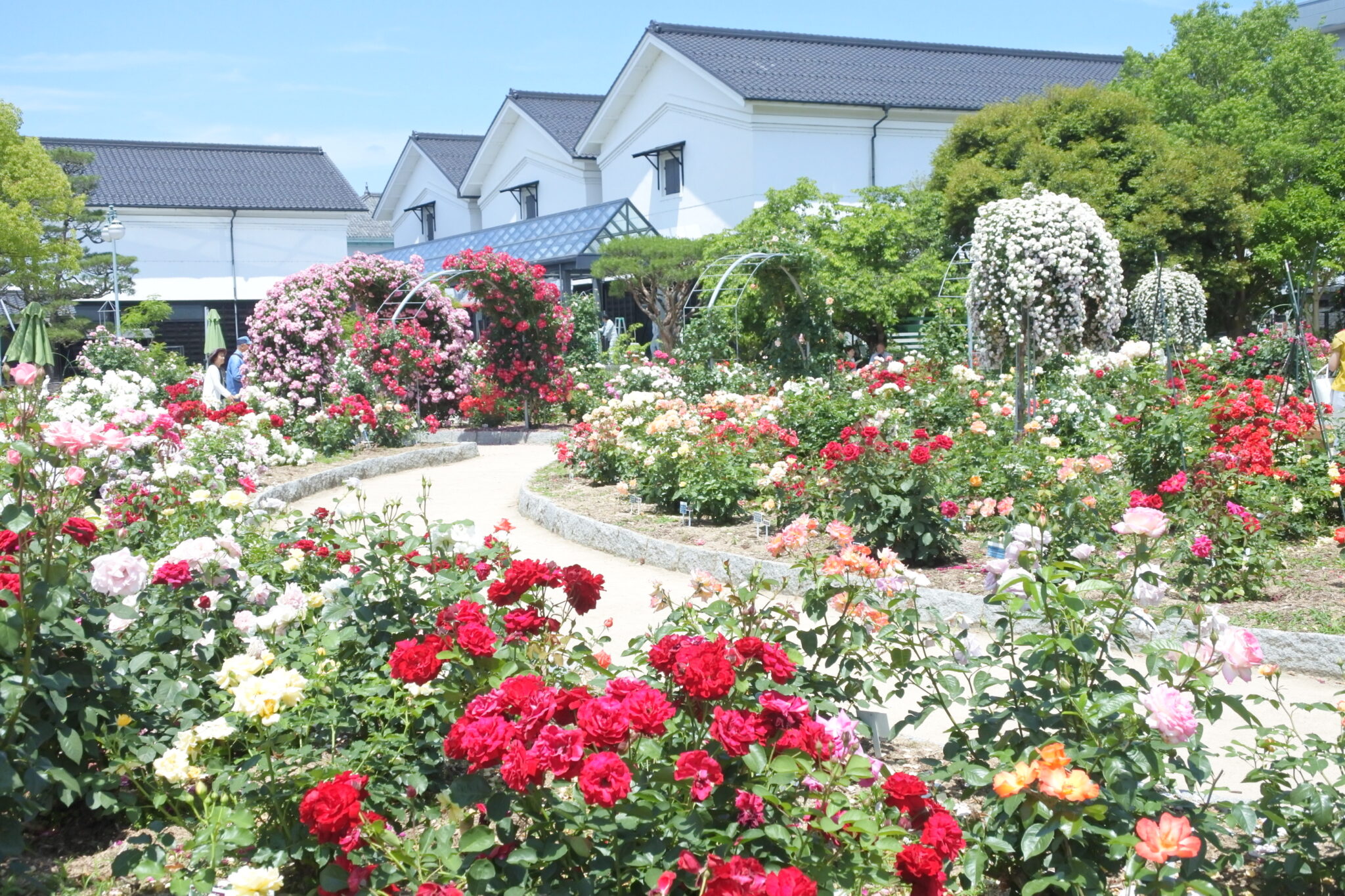 Beautiful blossoms: Kyoto’s most stunning seasonal flowers and where to ...