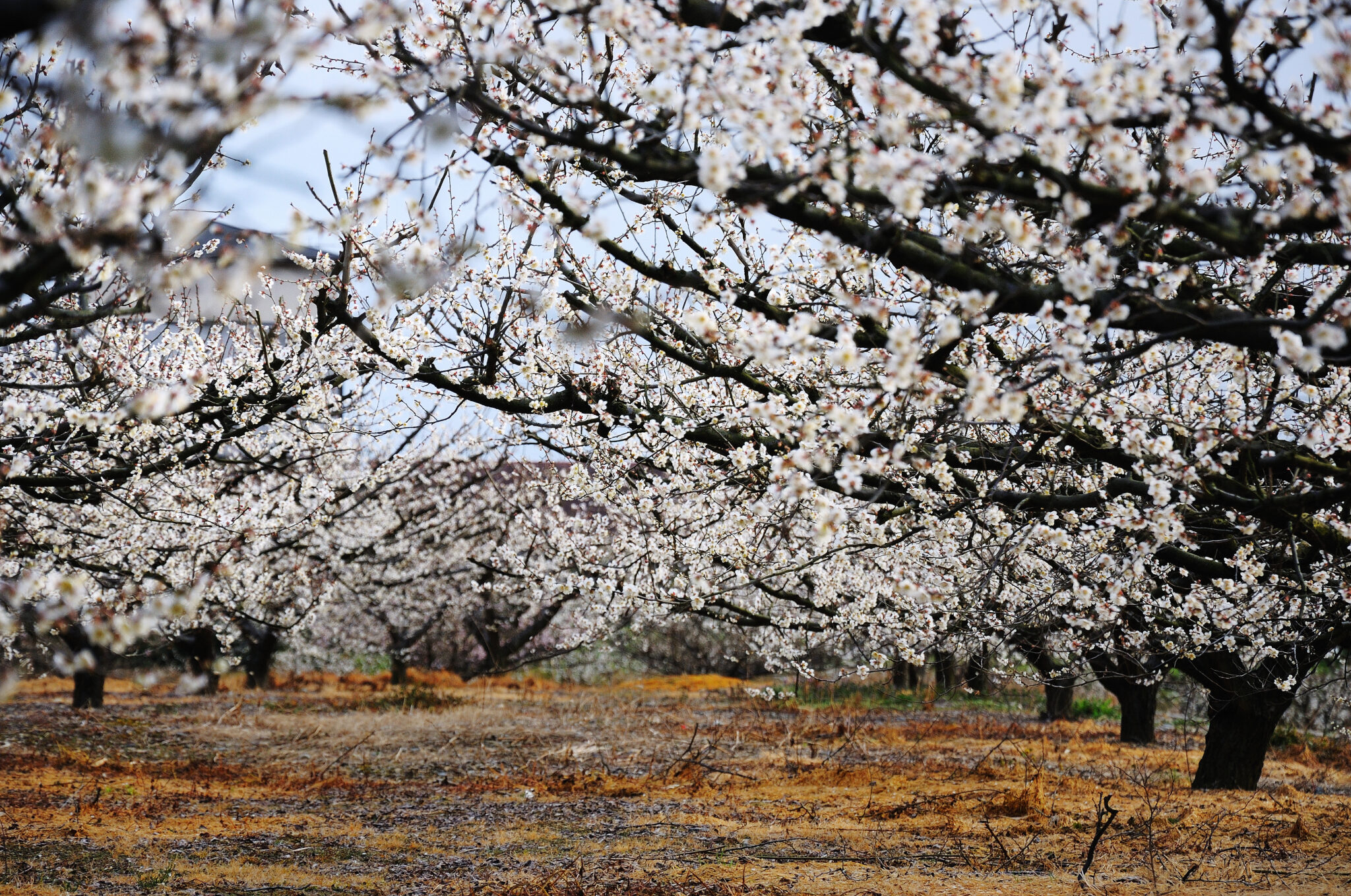 Beautiful blossoms: Kyoto’s most stunning seasonal flowers and where to ...