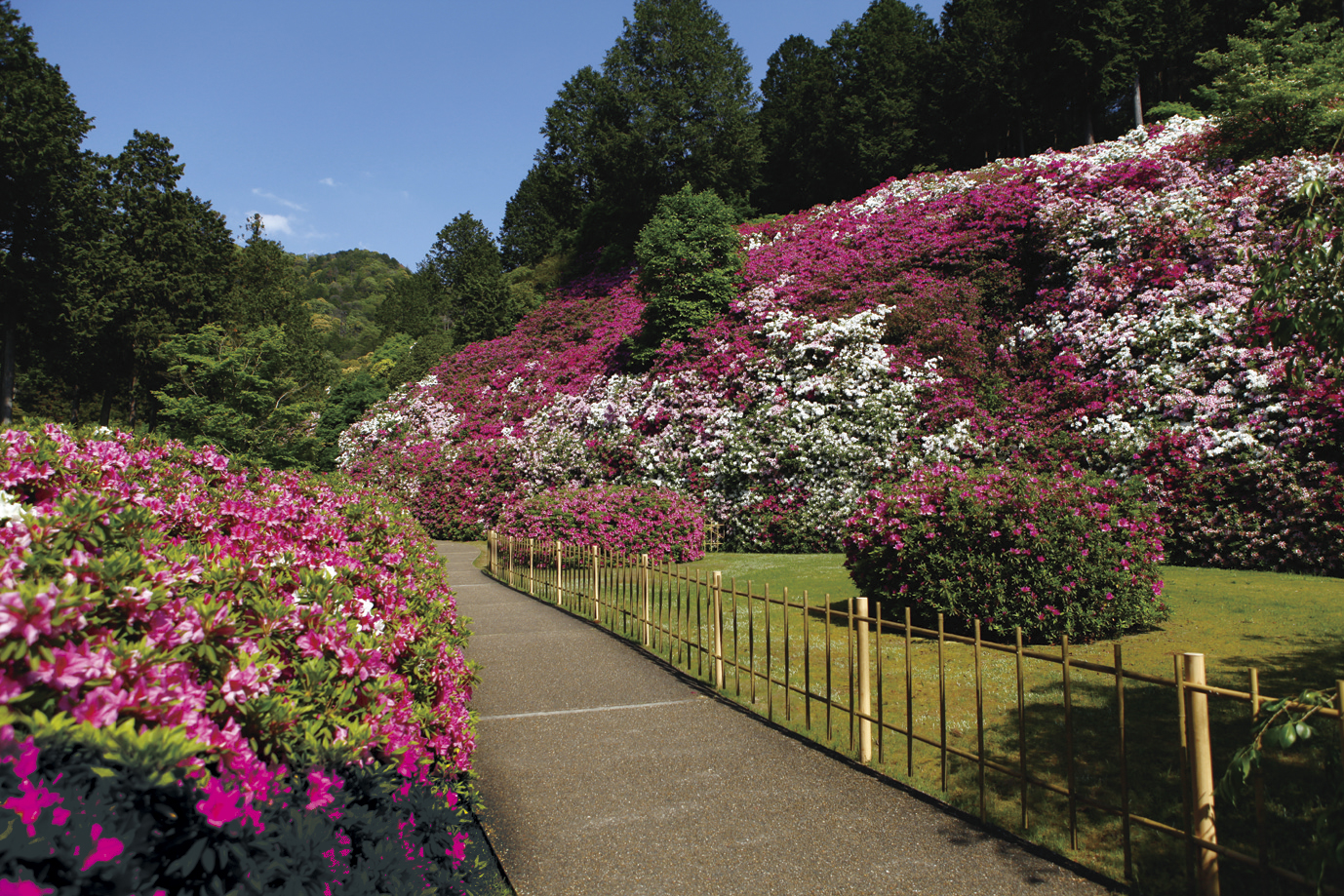 Beautiful blossoms: Kyoto’s most stunning seasonal flowers and where to ...