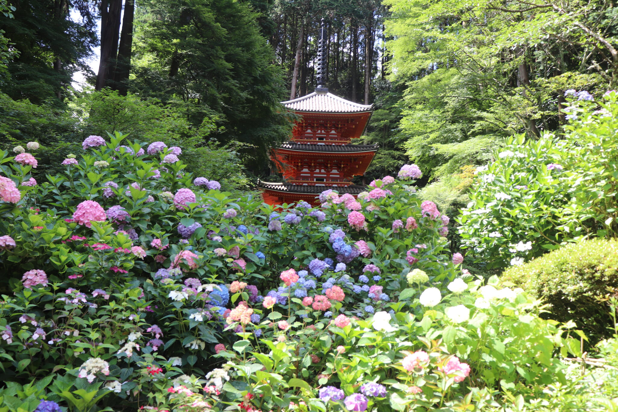 Beautiful blossoms: Kyoto’s most stunning seasonal flowers and where to ...