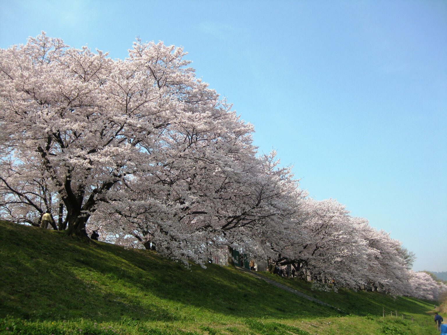 Beautiful blossoms: Kyoto’s most stunning seasonal flowers and where to ...