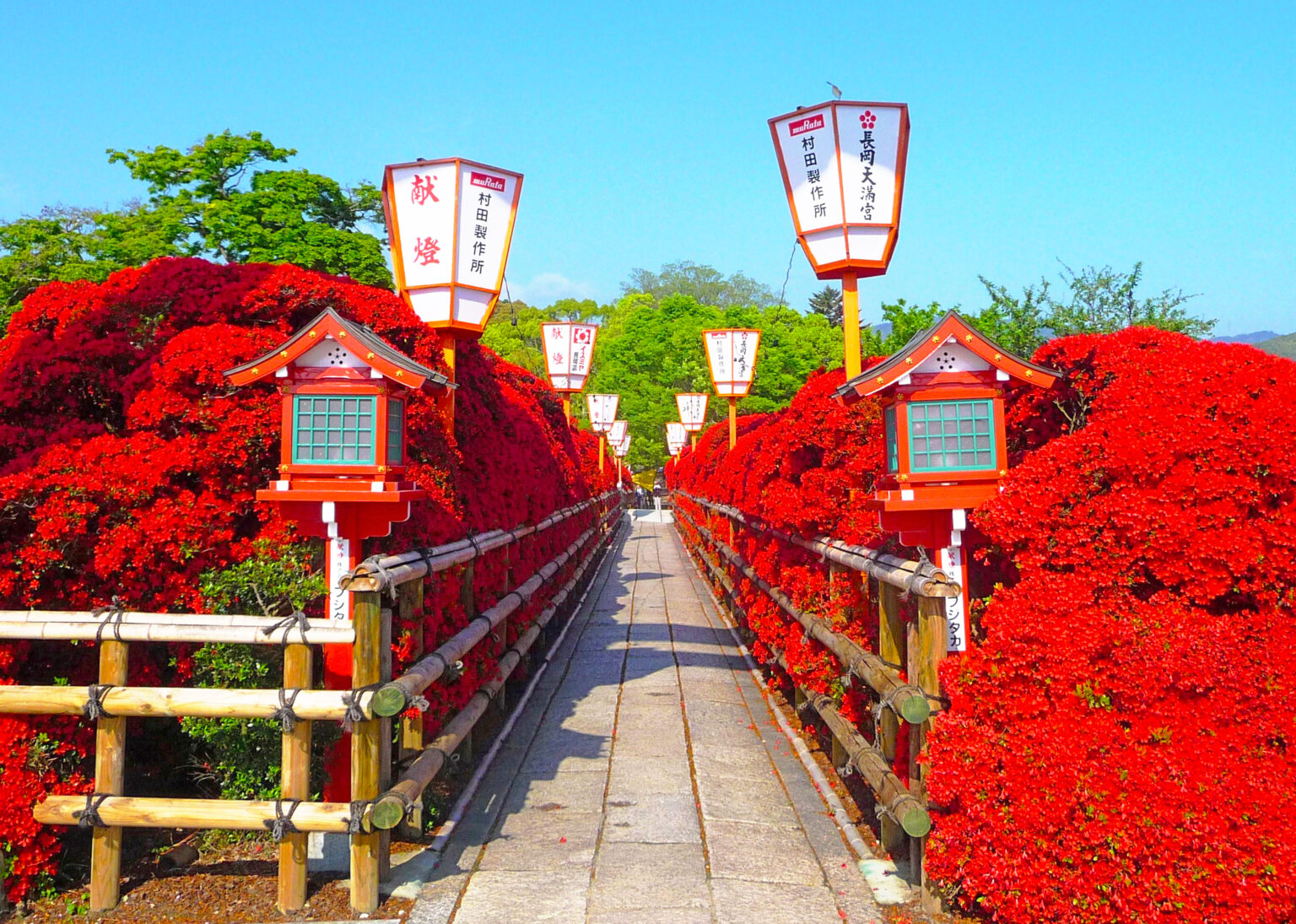 Beautiful blossoms: Kyoto’s most stunning seasonal flowers and where to ...