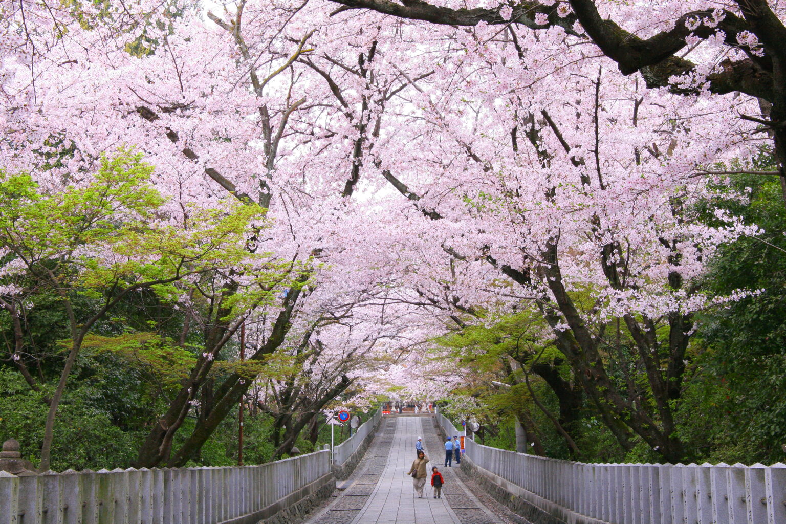 Beautiful blossoms: Kyoto’s most stunning seasonal flowers and where to ...
