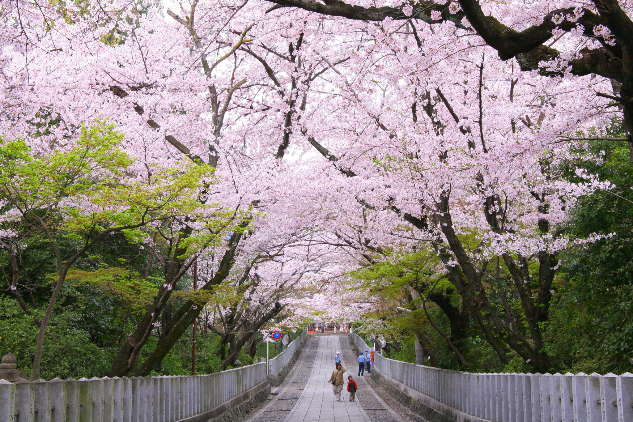 Beautiful blossoms: Kyoto’s most stunning seasonal flowers and where to ...
