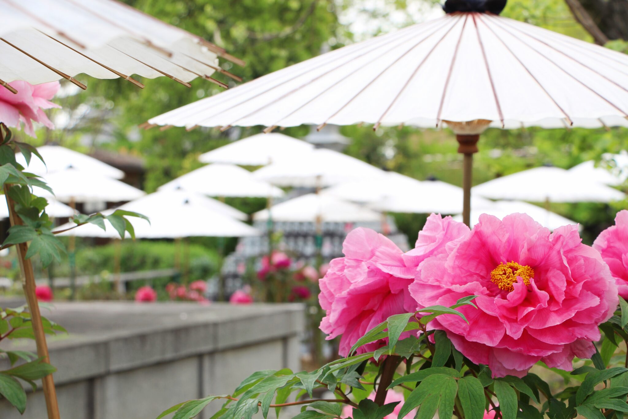 Beautiful blossoms: Kyoto’s most stunning seasonal flowers and where to ...