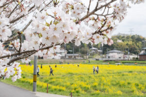 Beautiful blossoms: Kyoto’s most stunning seasonal flowers and where to ...