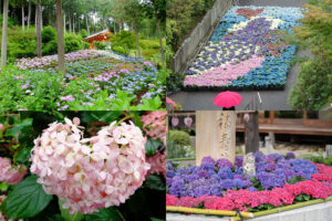 Beautiful blossoms: Kyoto’s most stunning seasonal flowers and where to ...