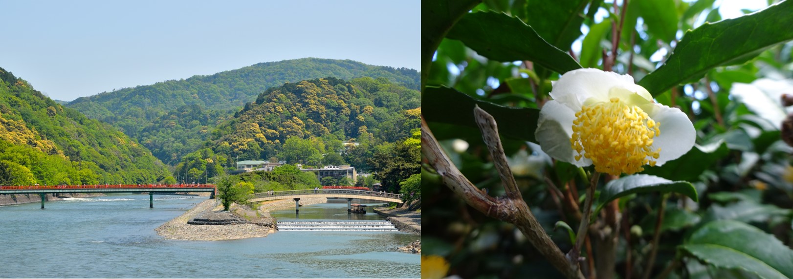 The Basics of Uji Tea: Discover 800 years of history and culture ...