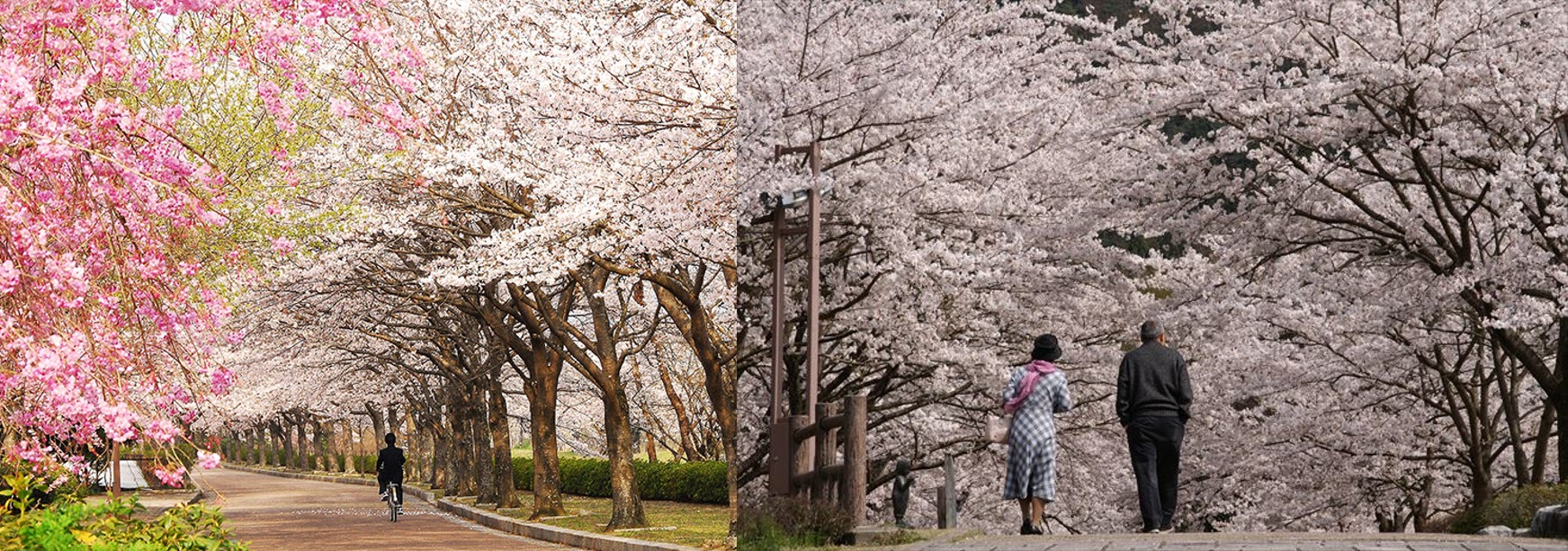 Secret Sakura: Eight lesser-known spots for viewing cherry blossoms in ...