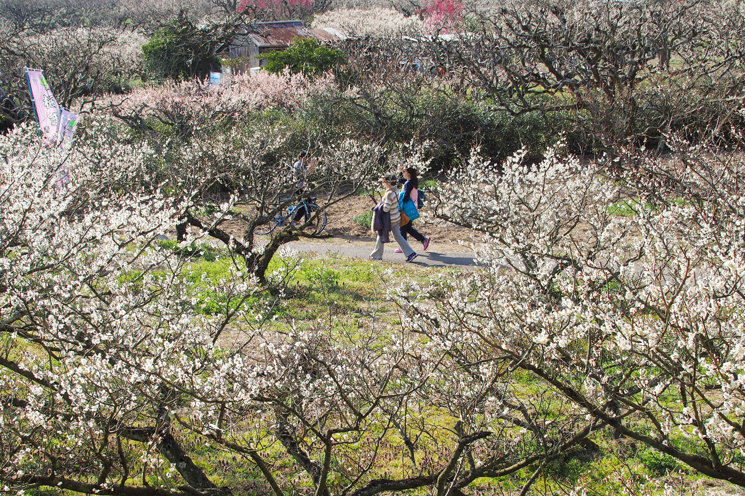 Beautiful blossoms: Kyoto’s most stunning seasonal flowers and where to ...