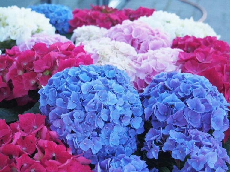 Admire Hydrangea Flowers in Kyoto: Uncover the Most Beautiful Ajisai ...