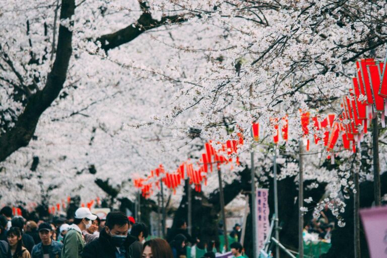 8 Cherry Blossom Viewing Spots for Hanami in Kyoto in 2025 | Inspiration | Another Kyoto ...
