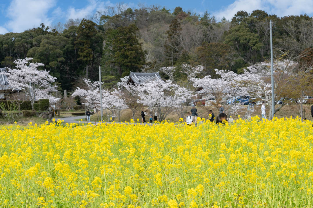 Where the Earth Meets the Sun: Experience Kyotanabe’s Yellow Spring ...